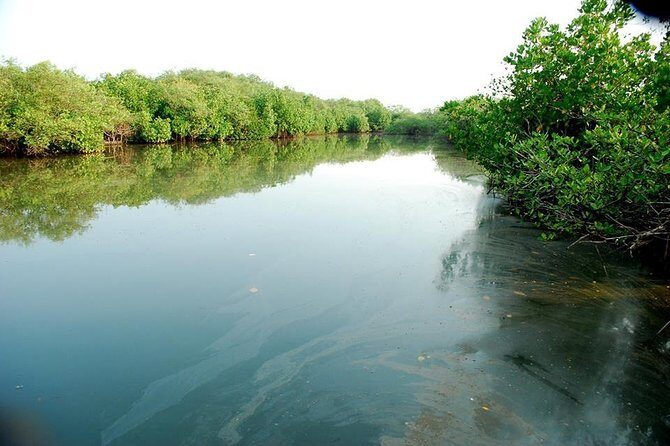 Into the Mangroves: Calicut Mangrove Trail by Tyndis - Practical Tips for Travelers