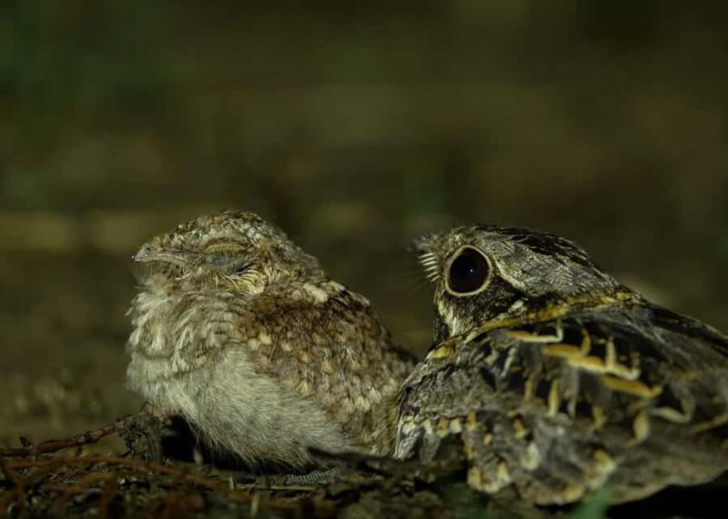 Into the Night: Open-Roof Jeep Adventure Around Sigiriya - Key Points