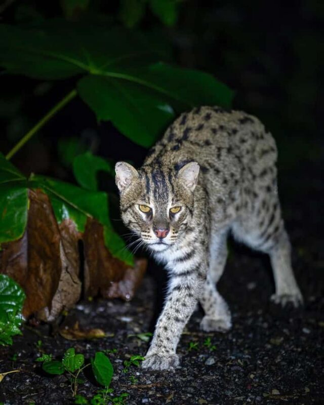 Into the Night: Open-Roof Jeep Adventure Around Sigiriya - Exploring Sigiriya After Dark: What to Expect