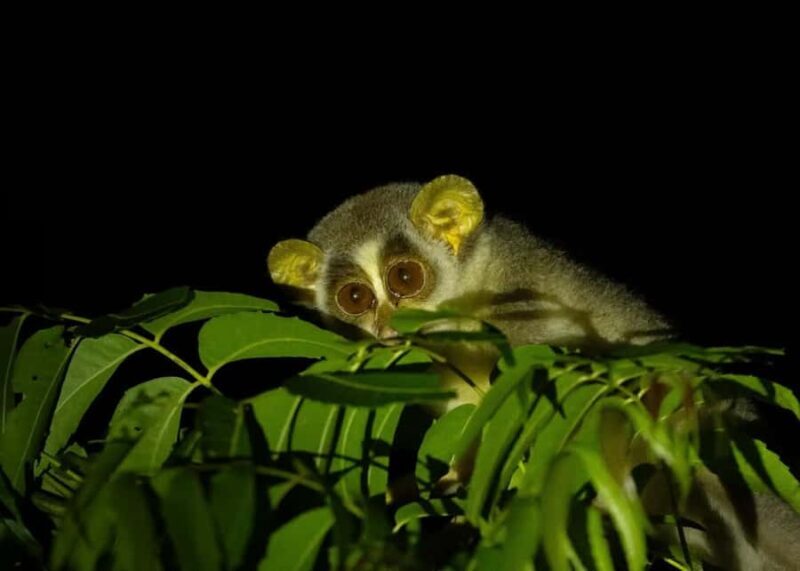 Into the Night: Open-Roof Jeep Adventure Around Sigiriya - Practical Details and Tips