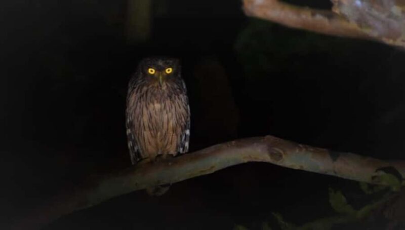 Into the Night: Open-Roof Jeep Adventure Around Sigiriya - FAQs