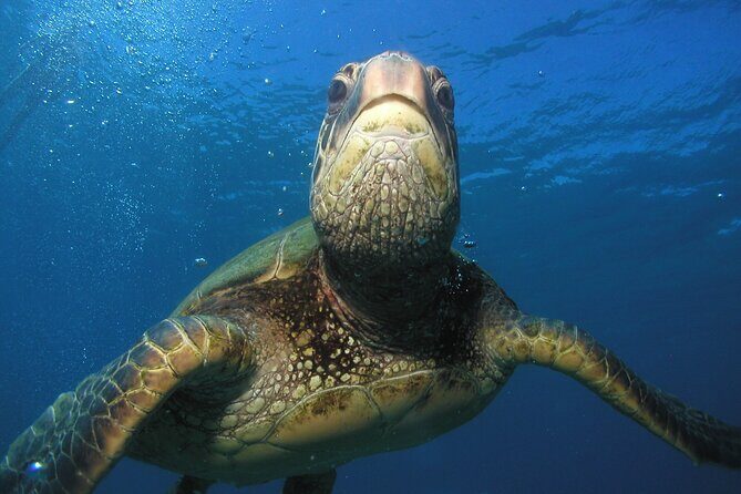 Intro/Refresher Dive Swim Ability Required - Authentic Experiences and Real Feedback