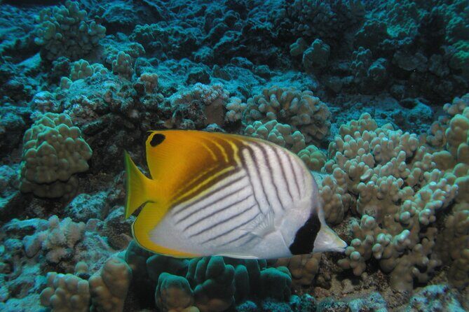 Intro/Refresher Dive Swim Ability Required - The Sum Up: Is This Tour Right for You?