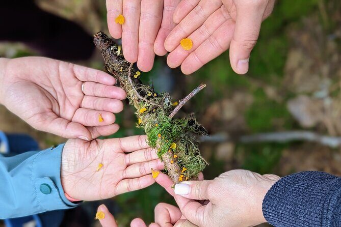 Intro to Seattle Mushroom Foraging - FAQ