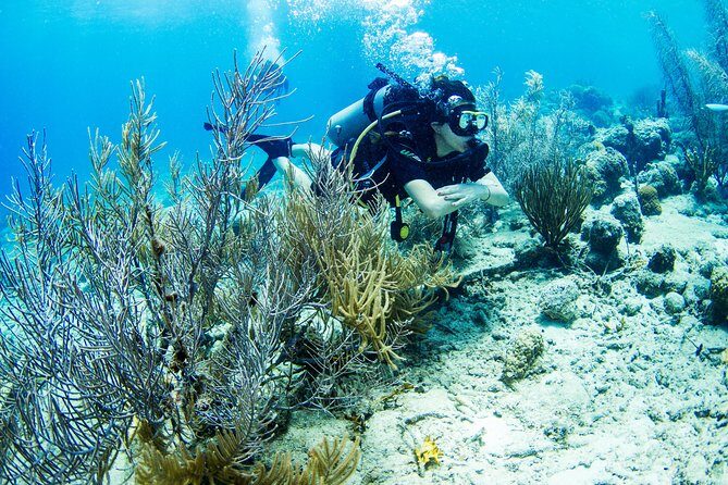 Introduction Shore Dive with Scubaçao (1 dive) - Key Points