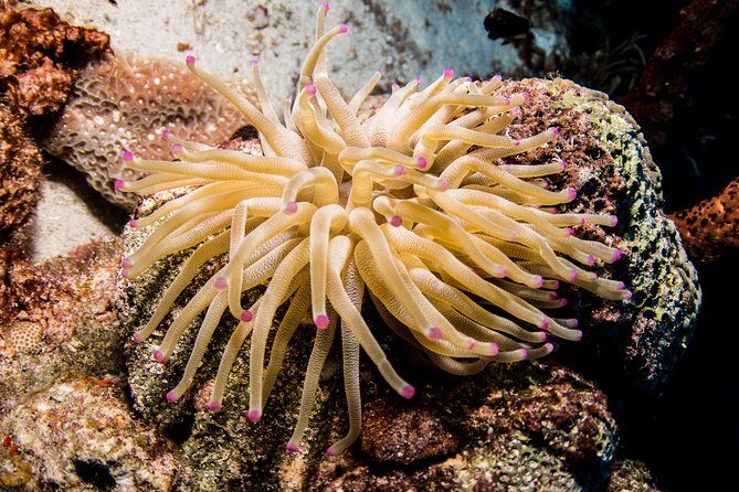 Introduction Shore Dive with Scubaçao (1 dive) - Concluding Thoughts