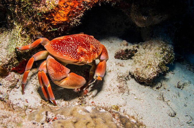 Introduction Shore Dive with Scubaçao (1 dive) - FAQ