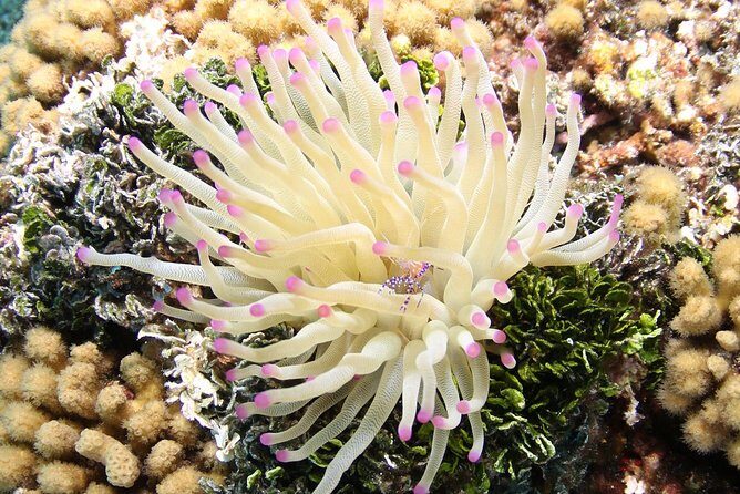 Introduction Shore Dive with Scubaçao (2 dives) - Key Points