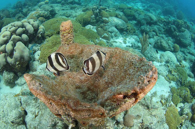 Introduction Shore Dive with Scubaçao (2 dives) - Analyzing the Experience for Different Travelers