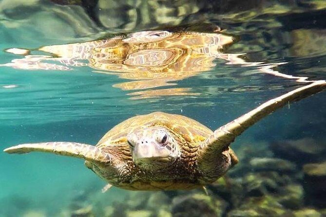 Introductory Beach Scuba Dive - Why Choose This Tour?