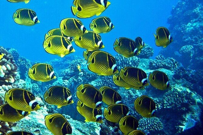 Introductory Beach Scuba Dive - FAQ