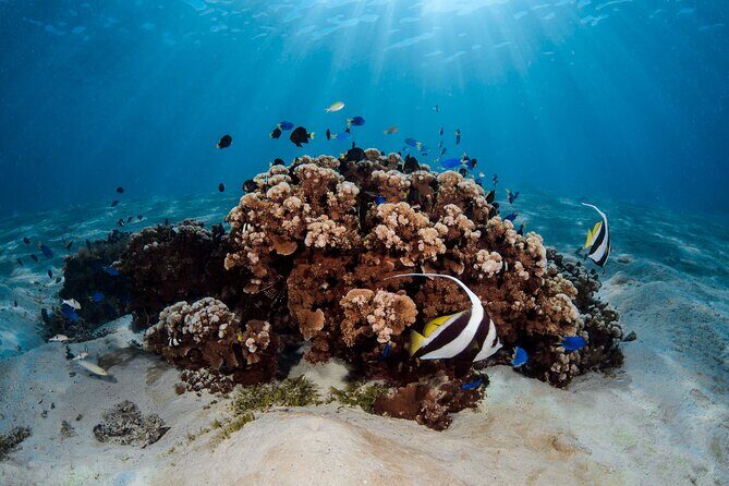 Introductory Dive in Bora Bora (afternoon) - What Makes This Tour Special?