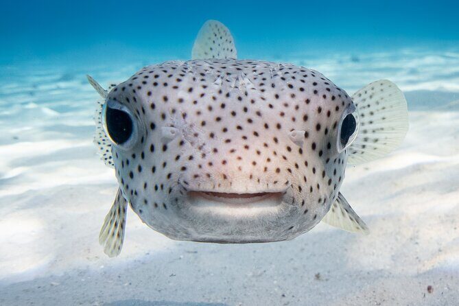 Introductory Dive in Bora Bora (afternoon) - Who Will Love This Experience?