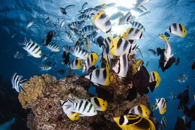 Introductory Dive in Bora Bora (afternoon) - Introduction