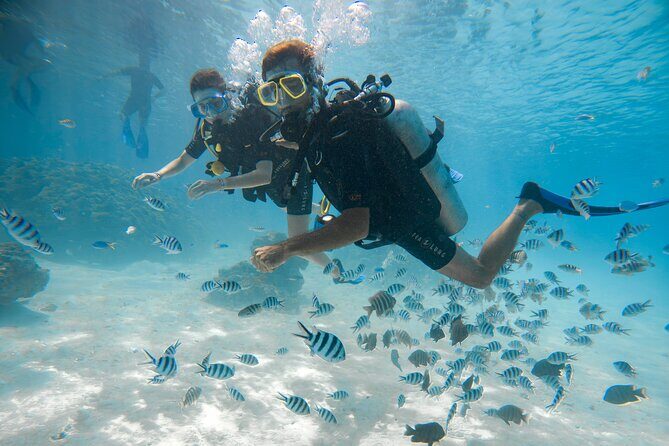 Introductory Dive in Bora Bora (afternoon) - Key Points