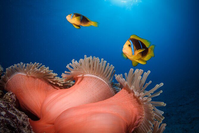 Introductory Dive in Bora Bora (afternoon) - Final Thoughts: Is This Tour for You?