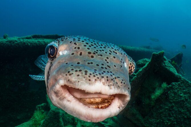 Introductory Diving Class in the Cozumel Reefs - FAQ