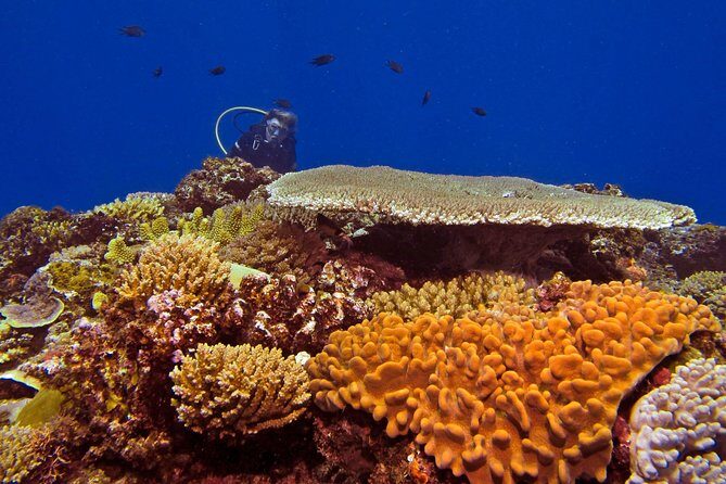 Introductory Scuba Dive experience - Whitetip Marine Adventures - Final Thoughts