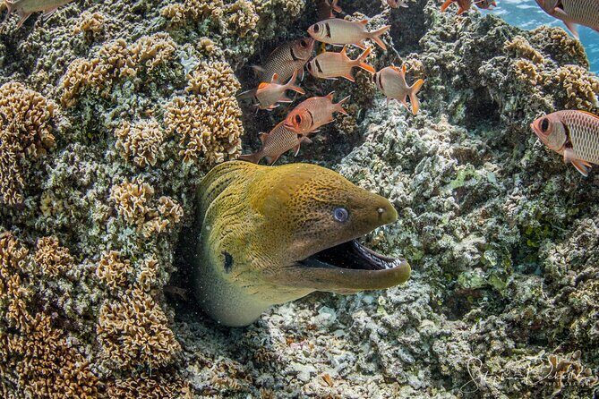 Introductory Scuba Diving Experience in Bora Bora - Summing Up