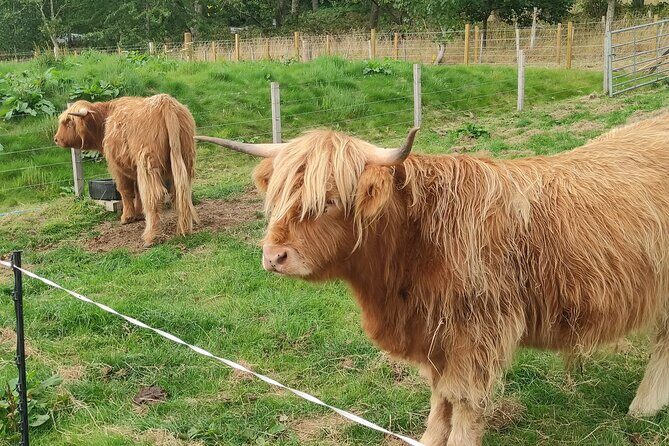 Invergordon Shore Excursion Highland Bucket List Tour - Transportation and Duration