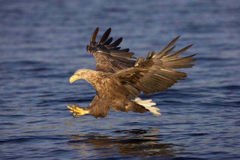Inverness: Lochs, Waterfalls and Rewilding Experience - Key Points