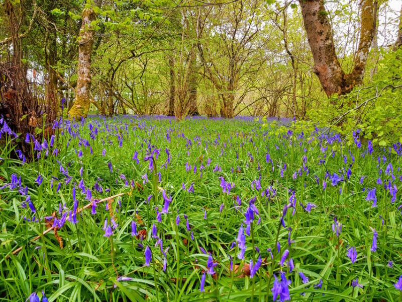 Inverness: Private Secret Hike to the Shores of Loch Ness - Ancient Monuments and Highland Legacy