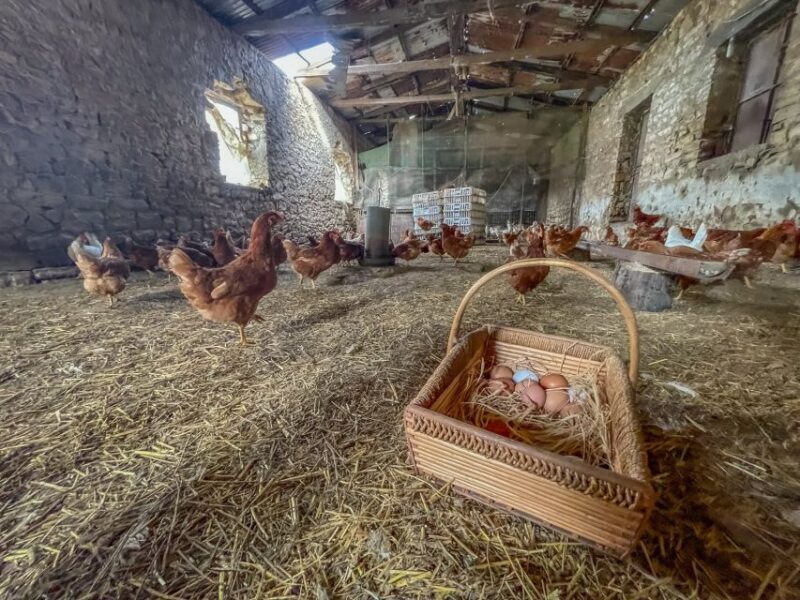 Ioannina: East Zagori Farming Experience & Cooking Class - The Sum Up