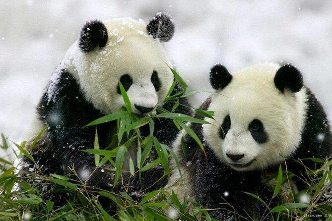 iPanda,iChengdu! - Starting at the Giant Panda Breeding Research Base