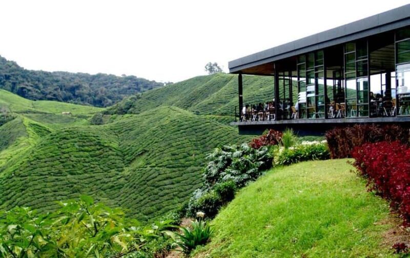 Ipoh: Cameron Highlands Day Tour tea plantation with lunch - An Authentic Day Out in the Cameron Highlands