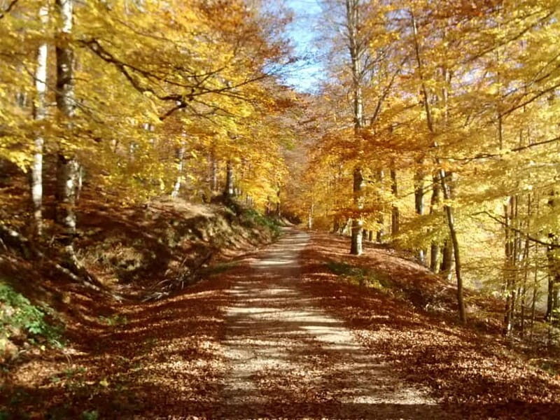 Irati Forest and Ochagavía Excursion - FAQ