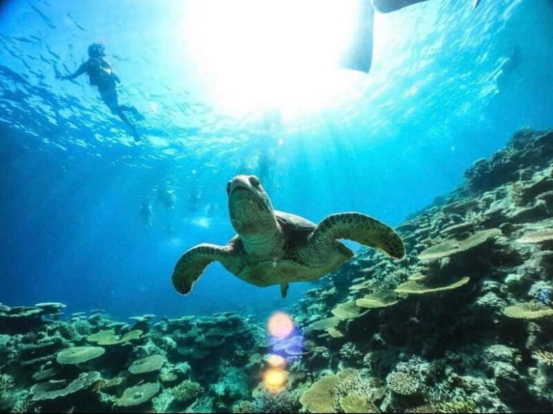 Iriomote: Boat Snorkeling Tour at Barasu Island - What Makes This Tour Stand Out