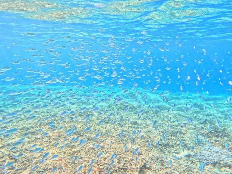 Iriomote: Boat Snorkeling Tour at Barasu Island - Who Should Consider This Tour?