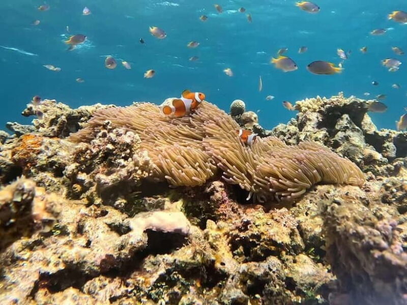 Iriomote: Boat Snorkeling Tour at Barasu Island - FAQ