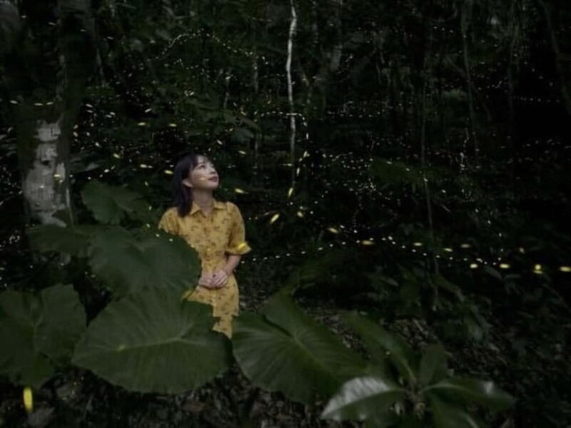 Iriomote Island Limited Time Yaeyama Firefly Viewing Tour - The Convenience and Safety Factors
