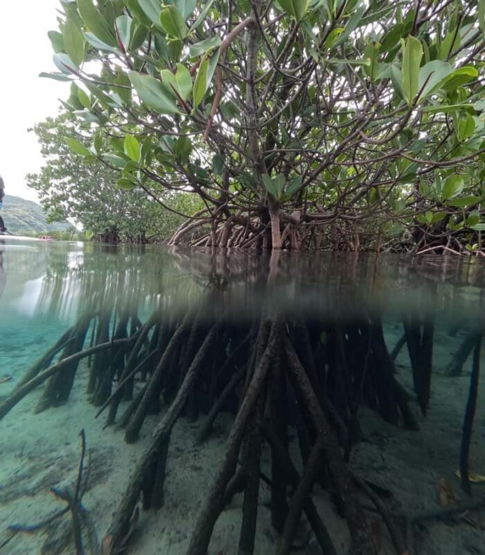 Iriomote island: Mangrove River SUP or Canoe Cruising Tour - Authentic Testimonials