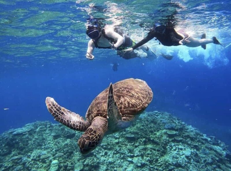 Iriomote Mangrove SUP and Snorkeling at Coral island - Key Points