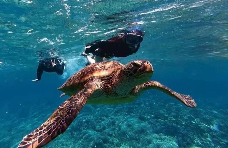 Iriomote Mangrove SUP and Snorkeling at Coral island - FAQ