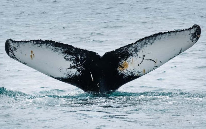 Ísafjörður: Midnight Whale Watching Tour with Hydrophone - Overview and What Makes This Tour Special