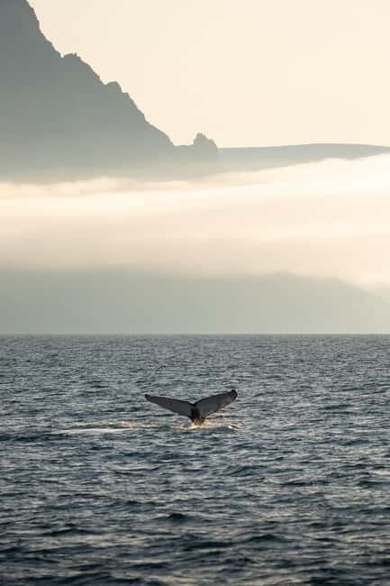 Ísafjörður: Westfjords Whale Watching Boat Tour - Why This Whale Watching Tour Stands Out