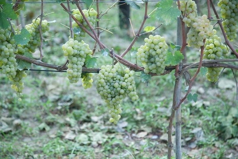 Ischia: Island tour with wine tasting in a typical winery - A Taste of Ischia: Wine Tasting & Local Specialties