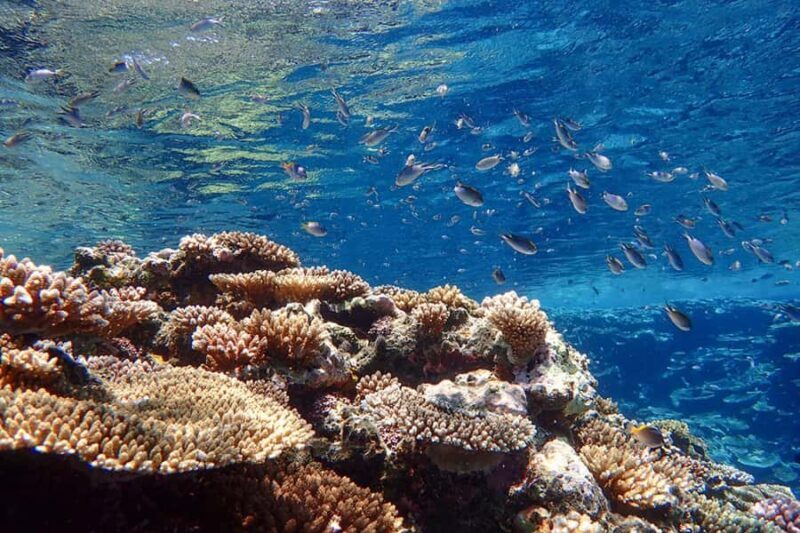 Ishigaki Island: SUP or Canoeing and Snorkeling at Blue Cave - Practical Details: What You Need to Know