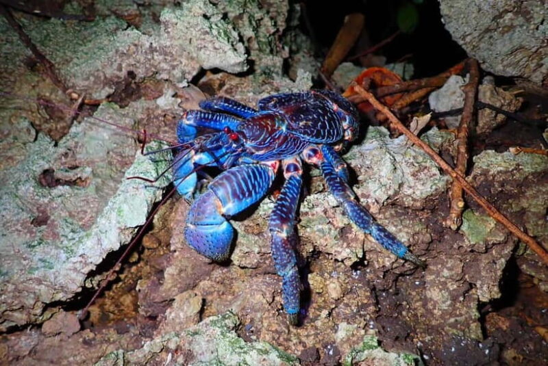 Ishigaki: Jungle Walk and Stargazing Night Tour - Discovering Ishigaki’s Nighttime Wilderness: Jungle Walk and Stargazing Tour