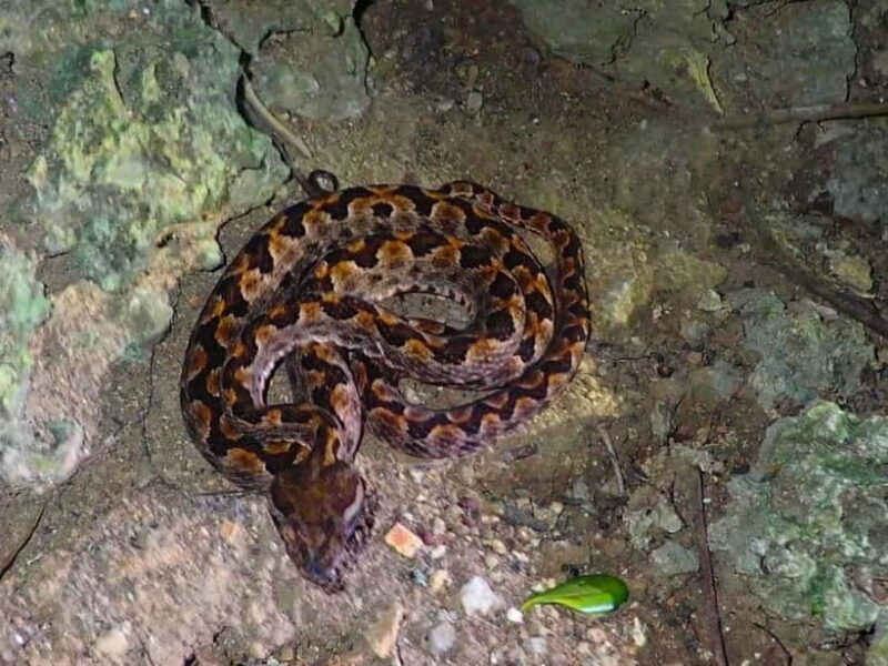 Ishigaki: Jungle Walk and Stargazing Night Tour - The Practical Side: Cost, Accessibility, and Tips