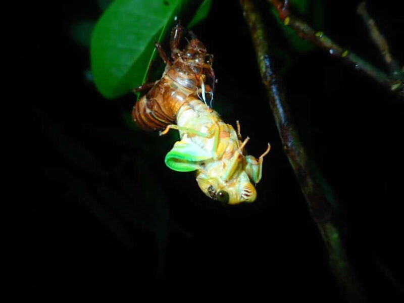 Ishigaki: Jungle Walk and Stargazing Night Tour - Authenticity, Guides, and Reviews