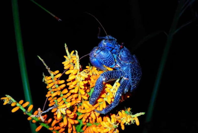 Ishigaki: Jungle Walk and Stargazing Night Tour - Who Will Love This Tour?