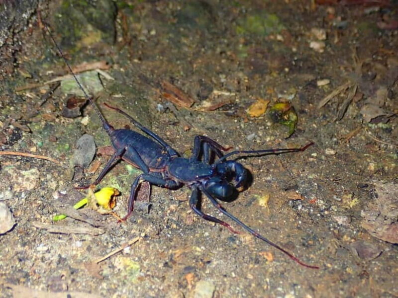 Ishigaki: Jungle Walk and Stargazing Night Tour - FAQ