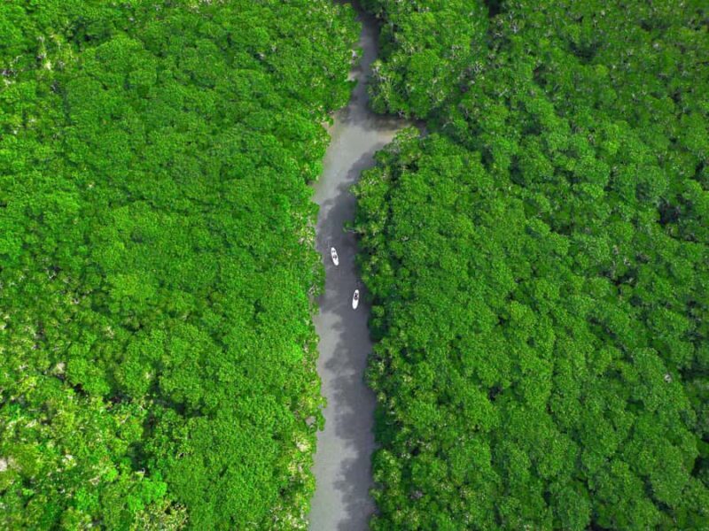 Ishigaki: Mangrove&Sunset Kayak/SUP with Drone & SLR footage - What to Expect from the Experience