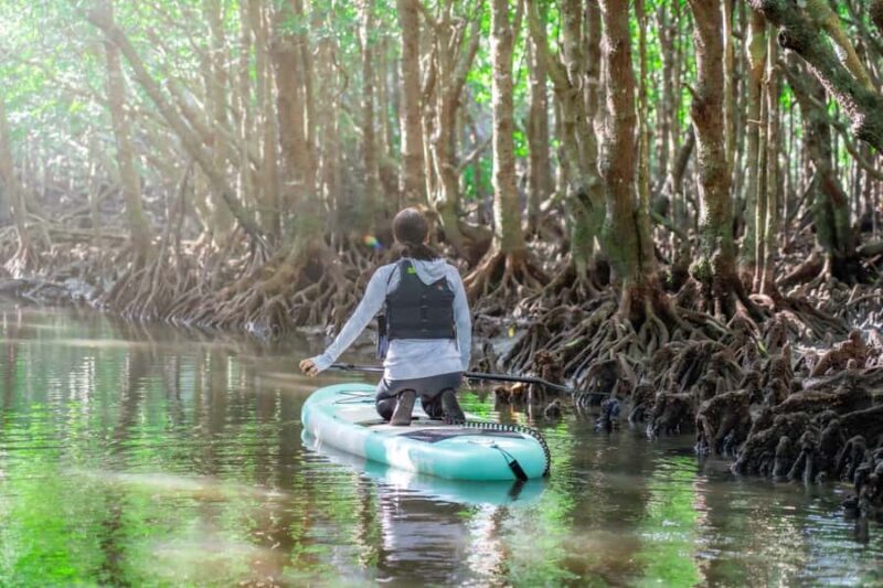 Ishigaki: Mangrove&Sunset Kayak/SUP with Drone & SLR footage - The Sum Up