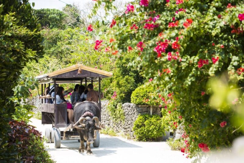 Ishigaki: Phantom Island Snorkeling and Taketomi Sightseeing - The Price and Its Value