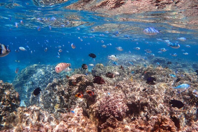 Ishigaki: Phantom Island Snorkeling and Taketomi Sightseeing - The Sum Up